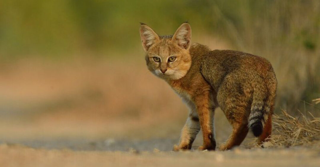 16 Surprising Facts About The Swamp Cat, Nature's Marshland King