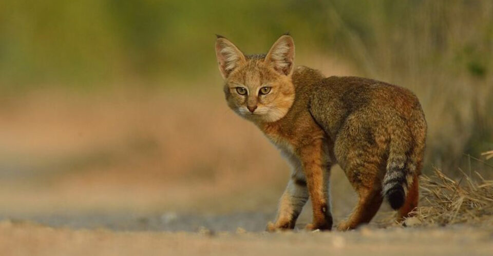 16 Surprising Facts About The Swamp Cat, Nature's Marshland King
