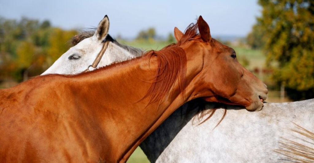 16 Unique Bonding Behaviors Of Horses In The Wild And Domestic Settings