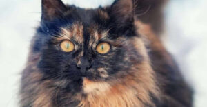 16 Fascinating Fur Patterns Found In Domestic Cats