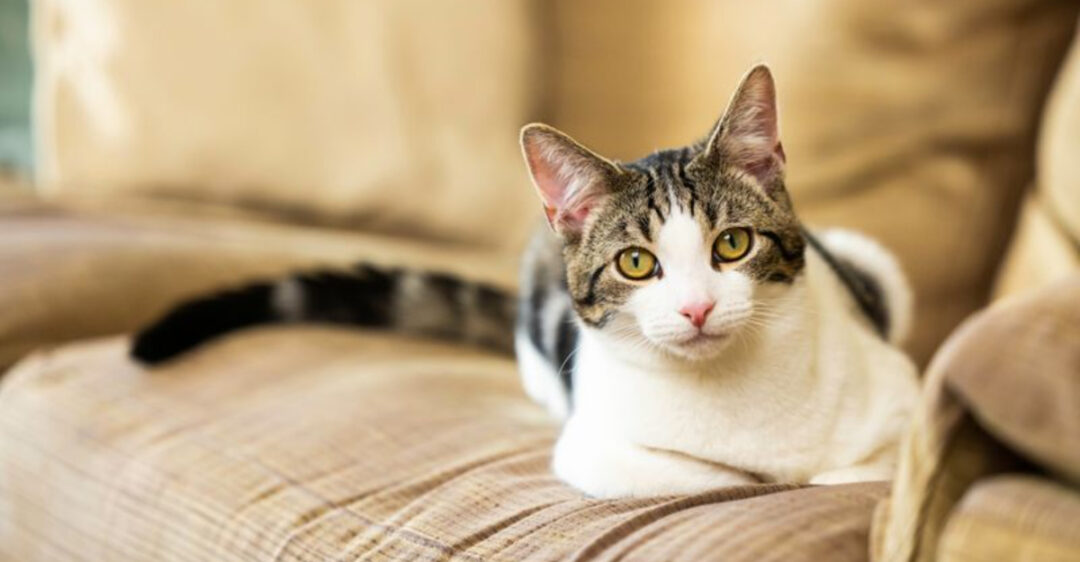 16 Ways Cats Display Emotional Strength Beyond Dogs' Abilities