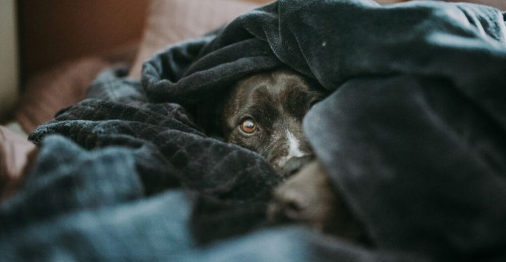 16 Ways To Calm An Anxious Dog