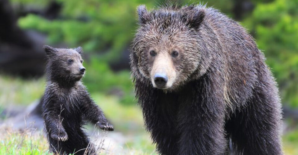16 Wild Animals That Call America's National Parks Home