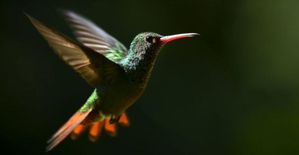 17 Animals That Stay In Motion Every Moment Of Their Lives