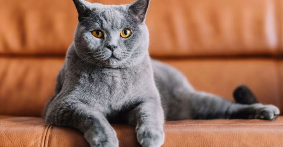 17 Cat Breeds That Suit Introverted Lifestyles