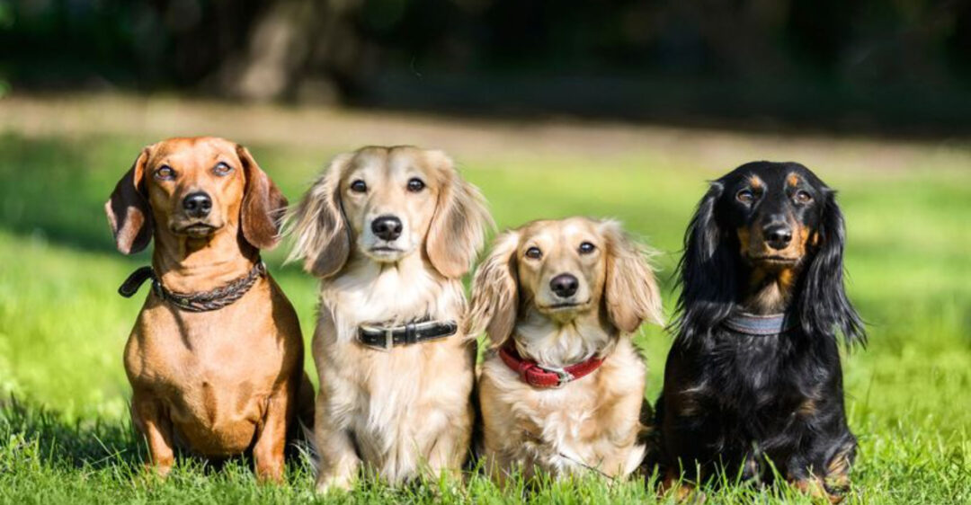 15 Dachshund Colors: The Rarest And The Most Common