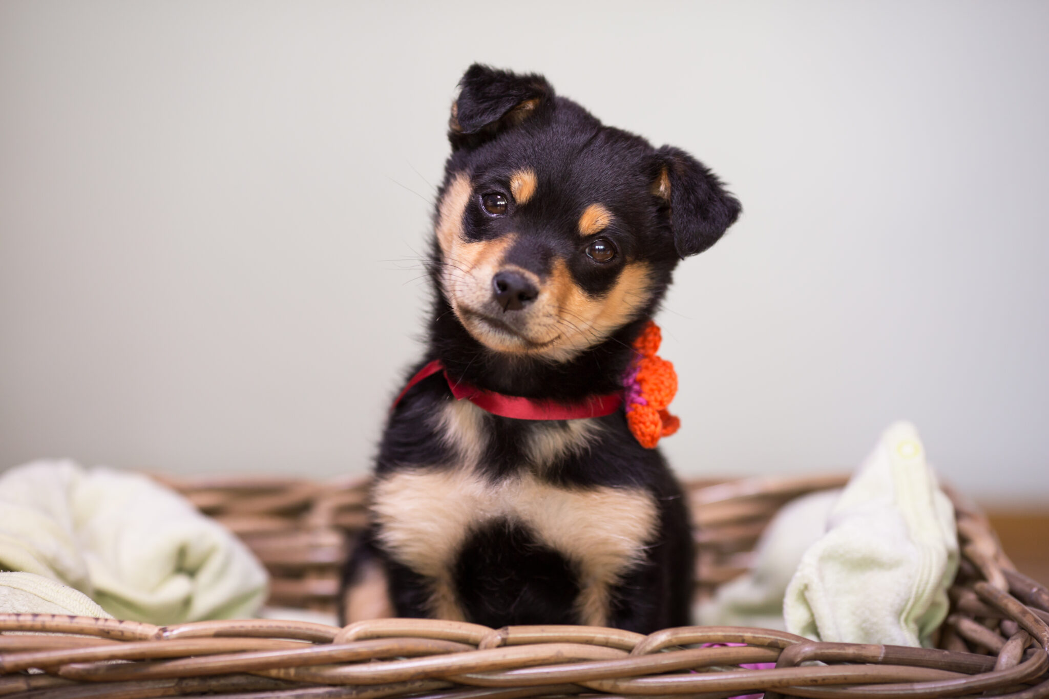17 Effective Ways To Socialize Your Puppy Into A Confident, Happy Dog