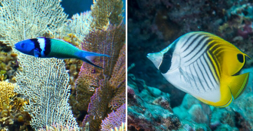17 Exotic Fish Species That Inhabit Florida's Coral Reefs