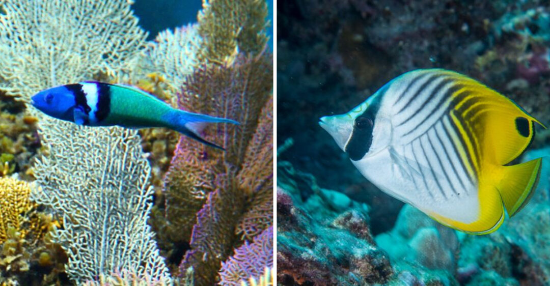 17 Exotic Fish Species That Inhabit Florida's Coral Reefs