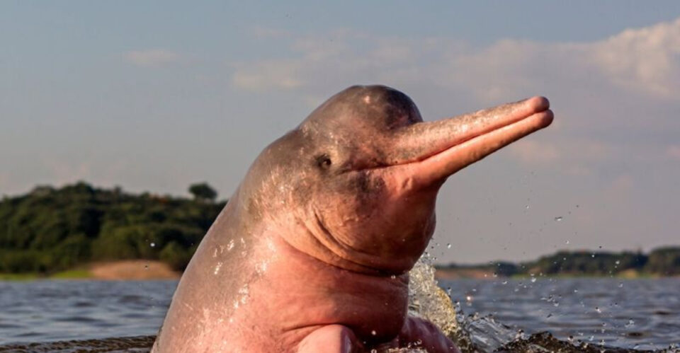 17 Fascinating Facts About The Amazon River Dolphin