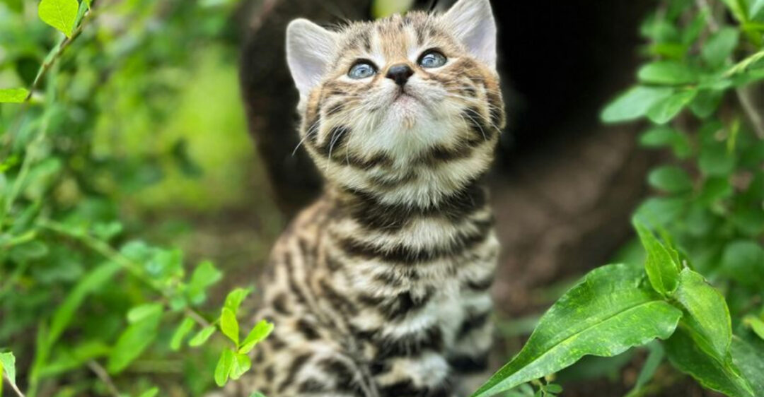 17 Fascinating Wild Cats You've Probably Never Heard Of