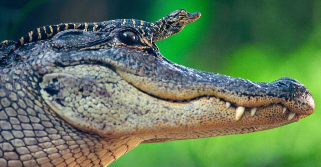 17 Heartwarming Examples Of Animal Mothers In The Wild