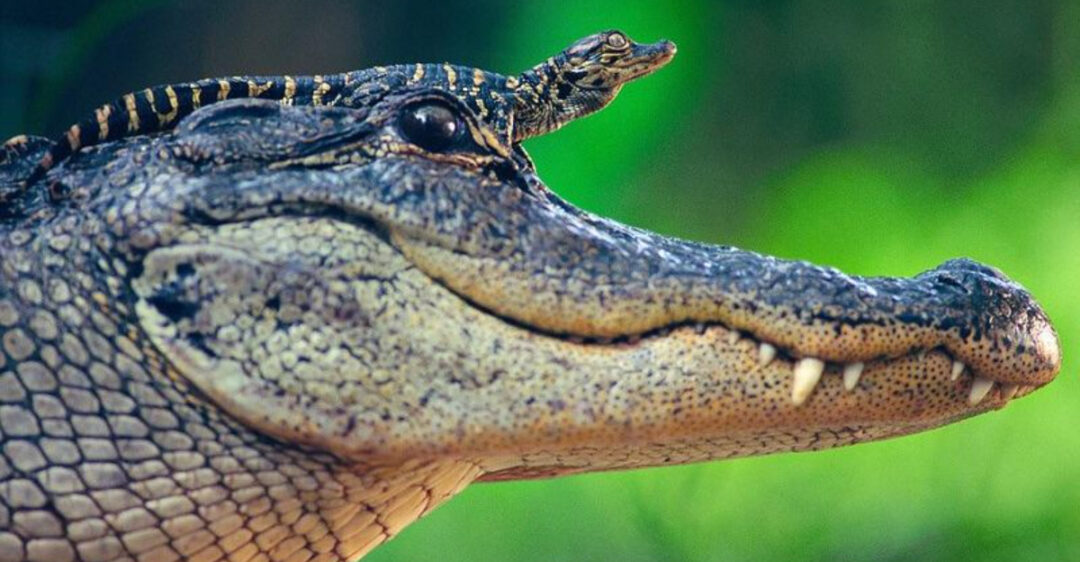 17 Heartwarming Examples Of Animal Mothers In The Wild