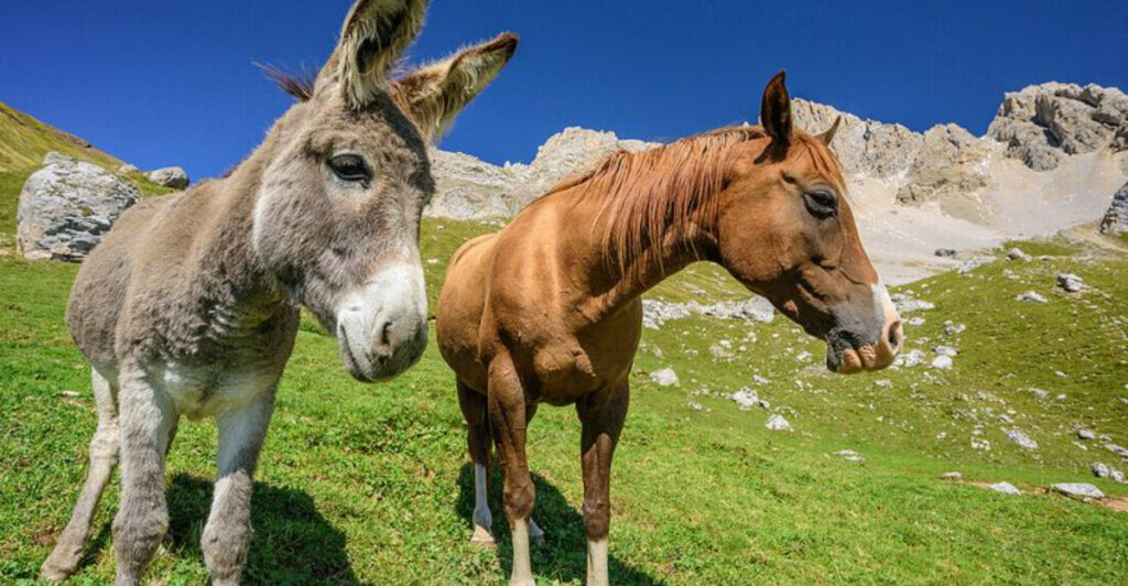 17 Major Differences Between Donkeys And Horses