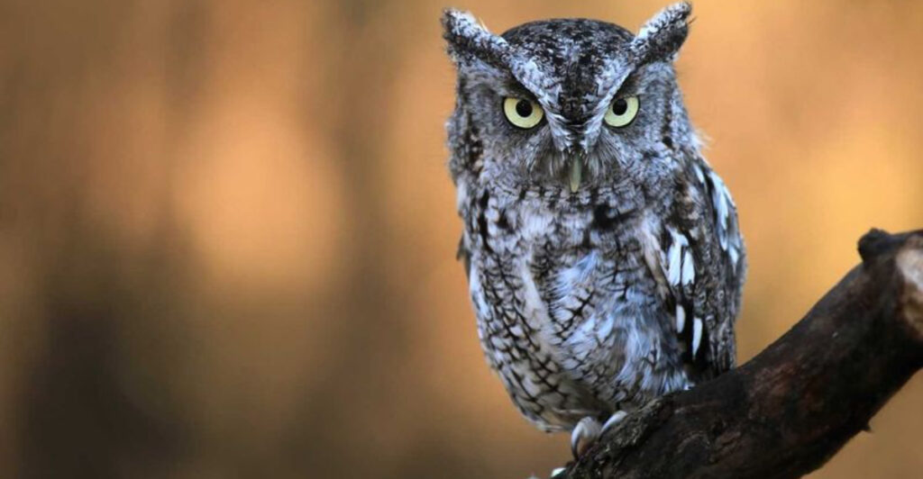 17 Reasons Owls Are Rising As Pets Yet Remain Fierce Predators