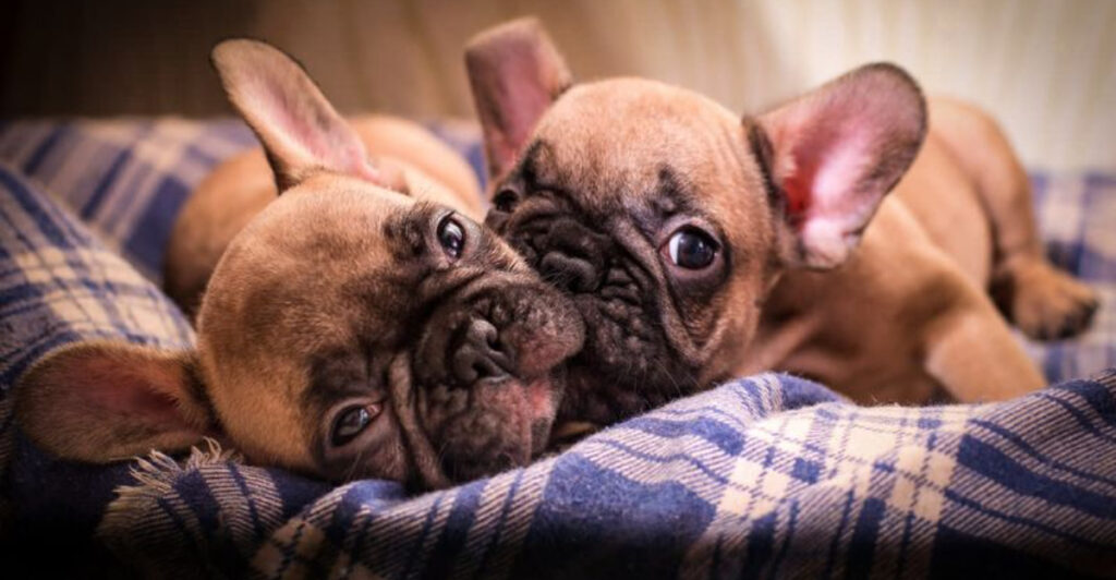 17 Sweetest Dog Breeds That Make Perfect Cuddle Buddies