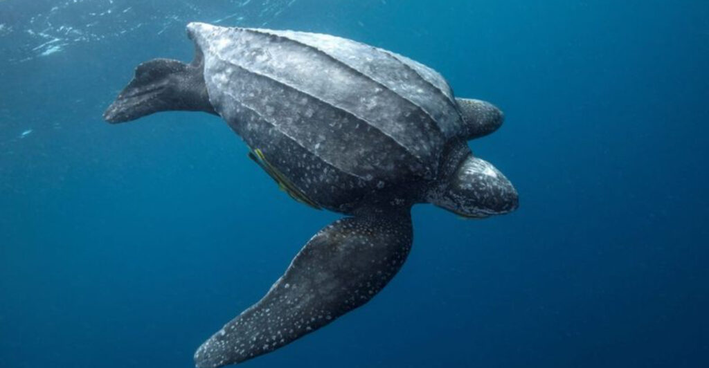 17 Unique Turtles From Around The Globe Worth Knowing This World Turtle Day