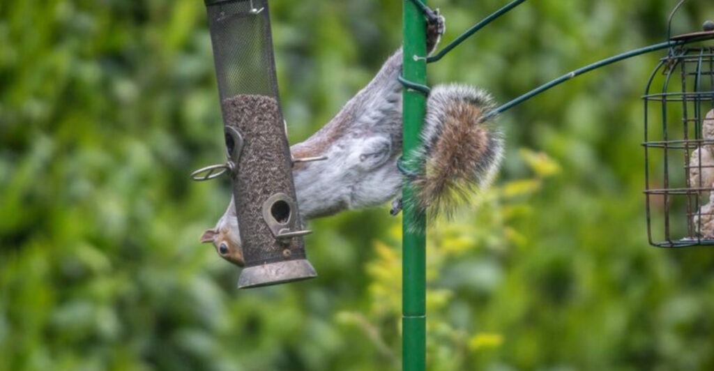 18 Effective Ways To Squirrel-Proof Your Bird Feeders