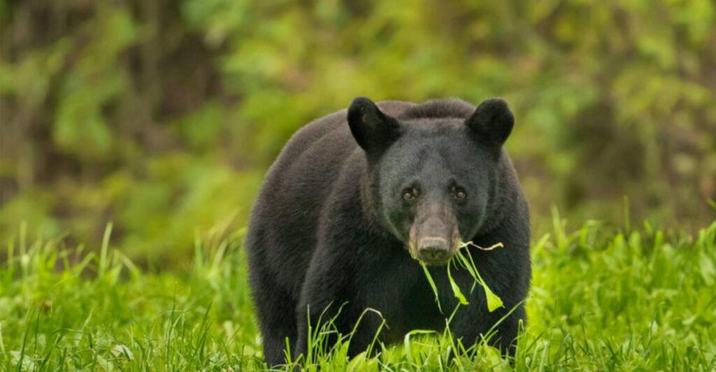 19 Wild Animals You Might Encounter In Washington’s Great Outdoors