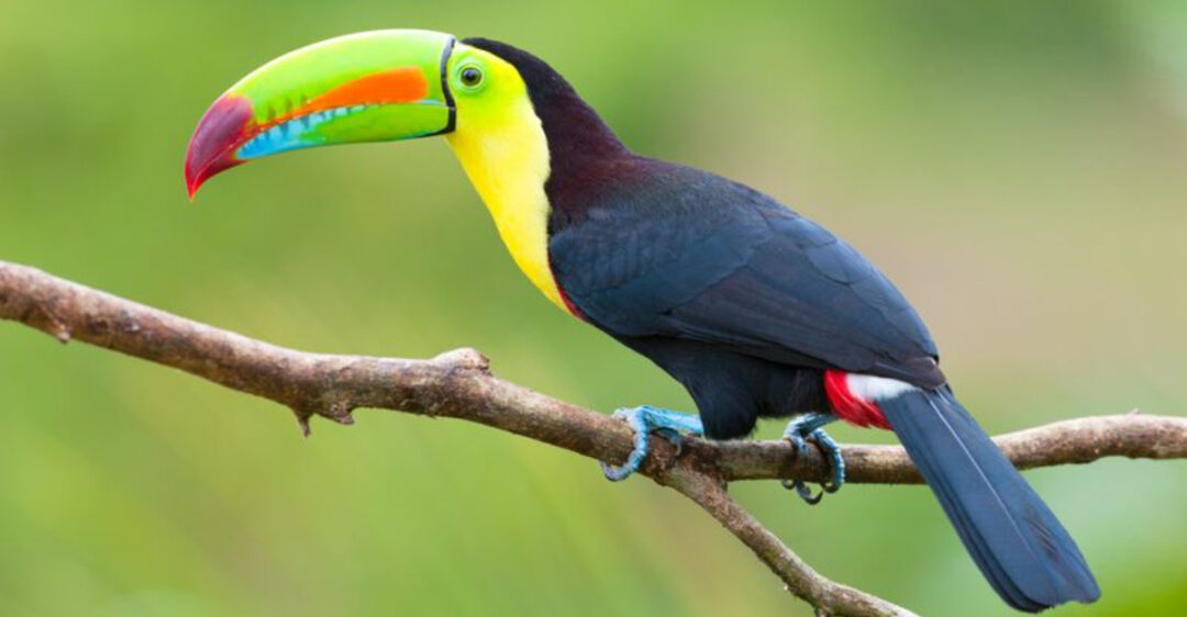 20 Prettiest Birds Found Across The Globe