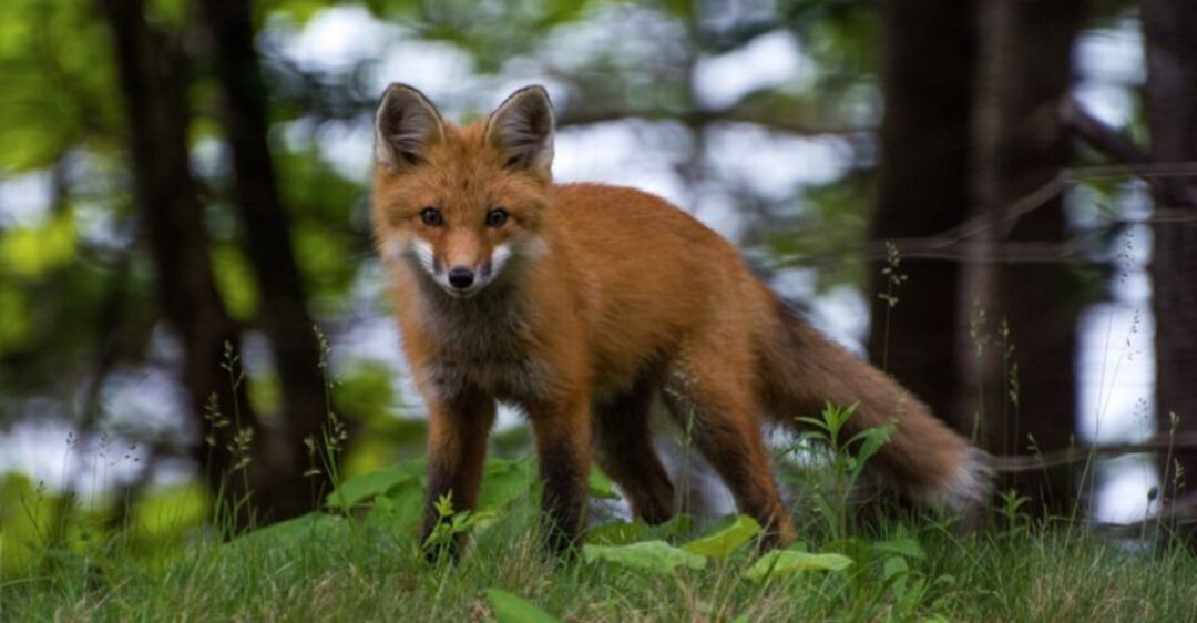 22 Wildlife Surprises Waiting In Acadia National Park