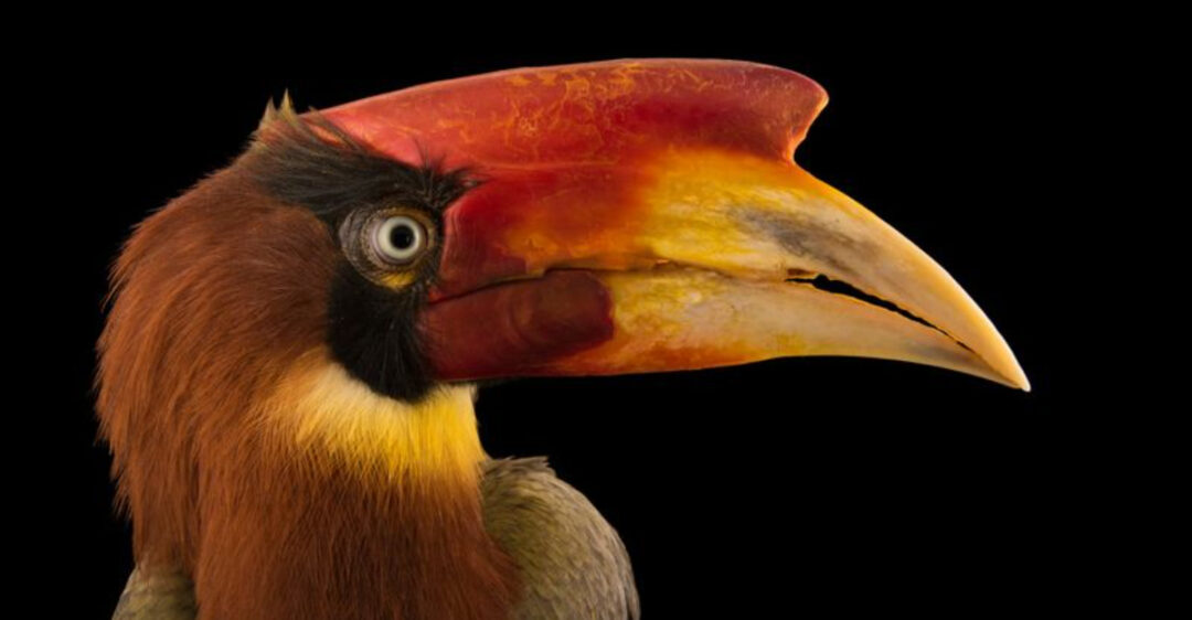 26 Little-Known Facts About The World’s Rarest Birds