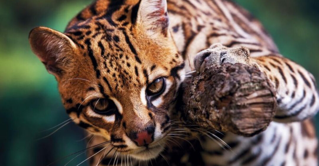 Meet The 26 Endangered Animals Fighting To Survive In North America