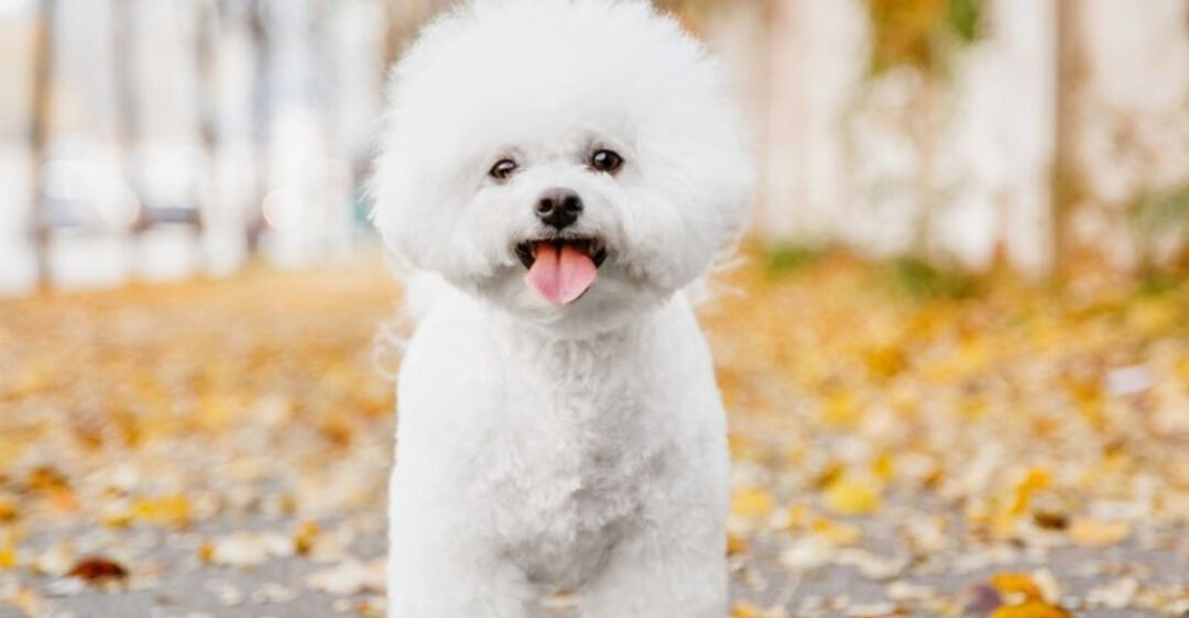 34 Irresistibly Cute Teddy Bear Dog Breeds That Will Melt Your Heart