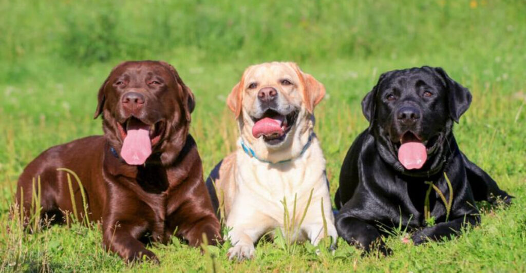 5 Dog Breeds That Can't Stand Other Dogs And 9 That Love Every Pup They ...