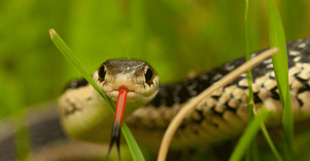 7 Early Warning Signs Of Snakes In Your Yard (And 7 Ways To Make It ...