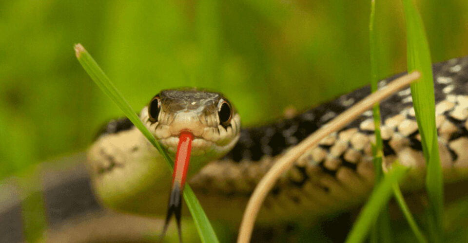 7 Early Warning Signs Of Snakes In Your Yard (And 7 Ways To Make It ...