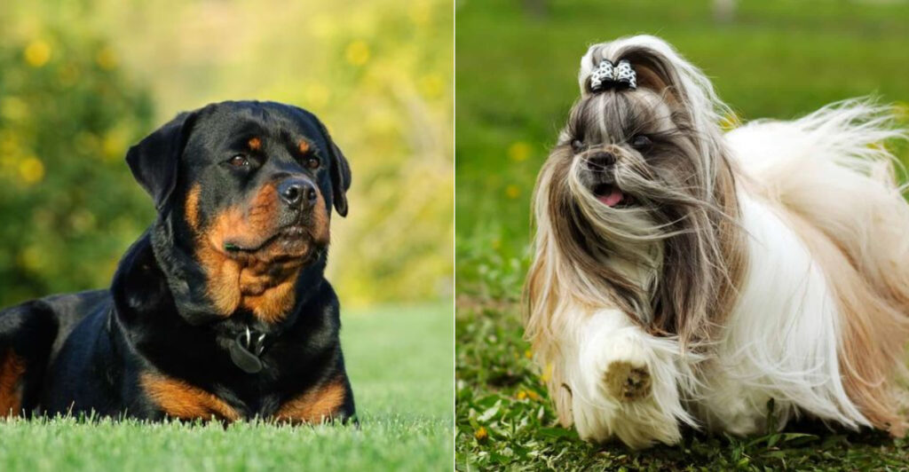 7 Fierce Guard Dogs That Protect Homes – And 8 That Would Rather Be Lapdogs