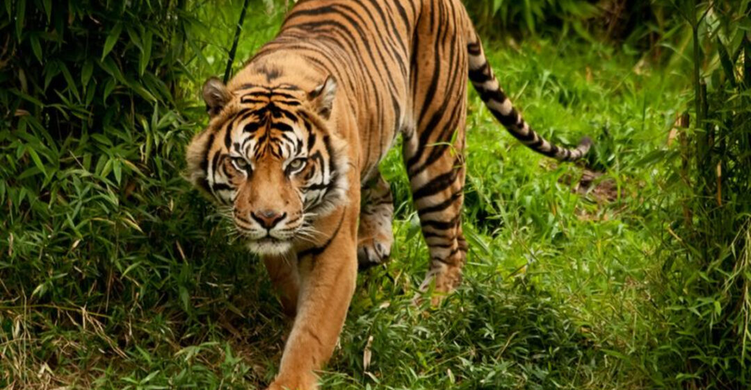7 Genius Hunting Tactics Of Wild Cats And 7 Animals That Outsmart Them