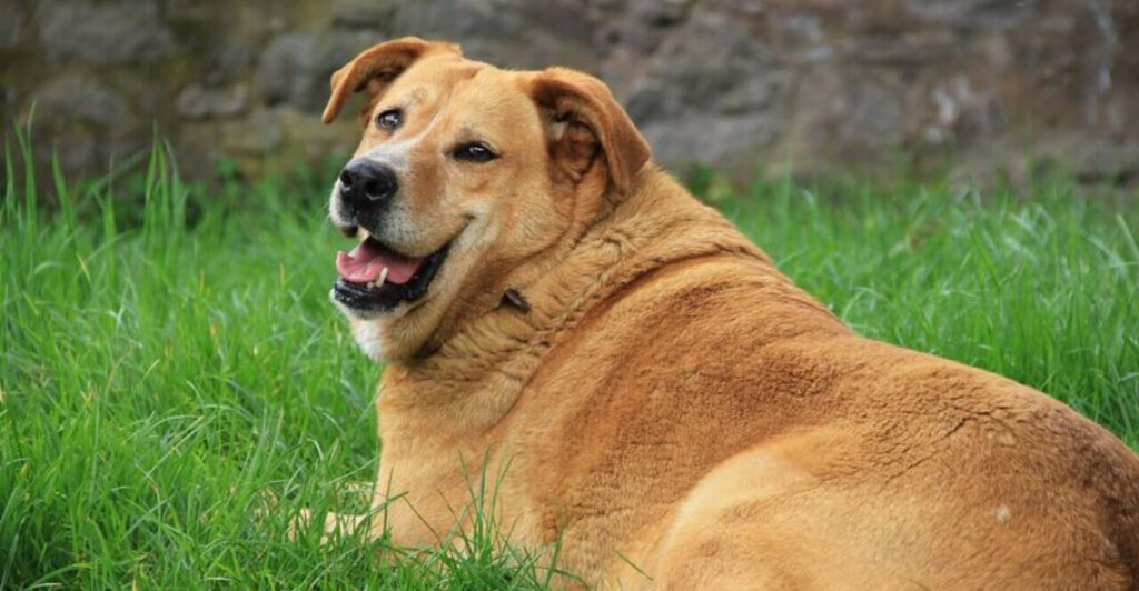 7 Health Risks For Overweight Dogs (And 10 Easy Ways To Help Them Slim ...