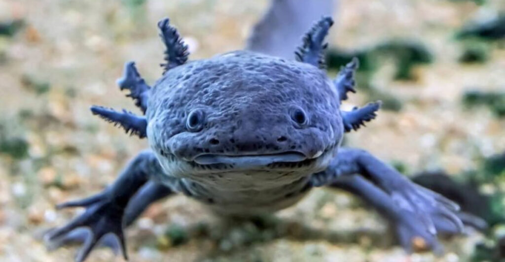 7 Real Animals That Inspired Legendary Mythical Creatures (And 7 That ...