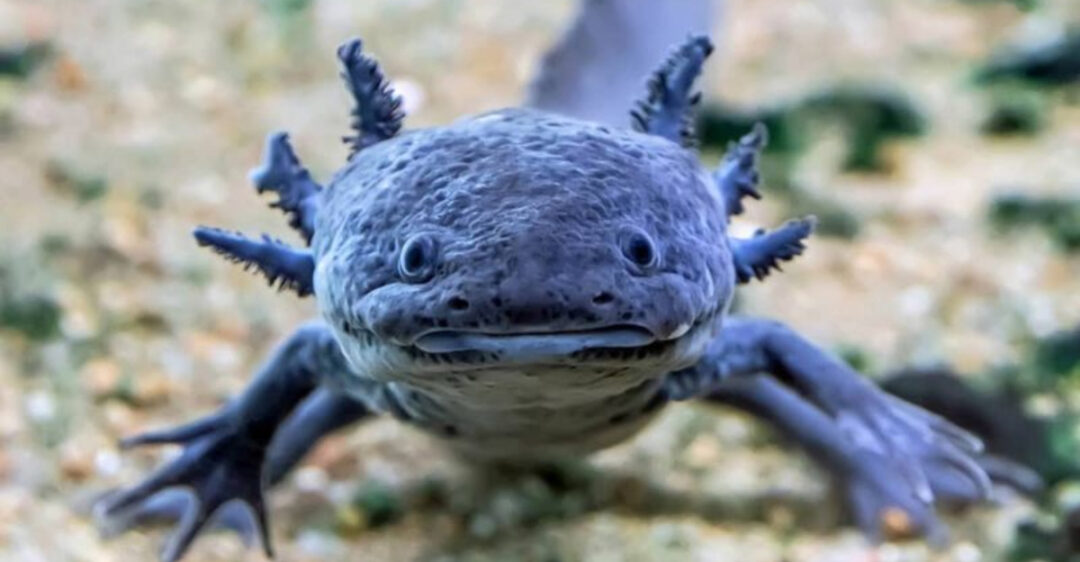 7 Real Animals That Inspired Legendary Mythical Creatures (And 7 That ...