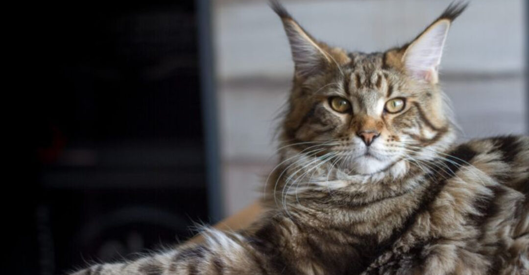 13 Clear Signs Your Cat May Be Traumatized And How To Help Them Heal