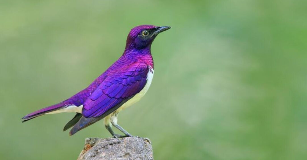 7 Stunning Purple Birds You've Never Seen And 7 Common Birds Everyone Knows