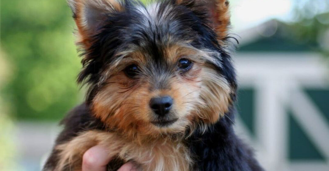7 Stunning Yorkie Mixes To Love (And 7 Traits That Make Them Irresistible)
