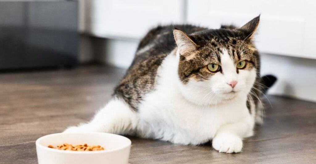 7 Ways Cats Are Totally Selfish (And 10 Reasons We Love Them Anyway)