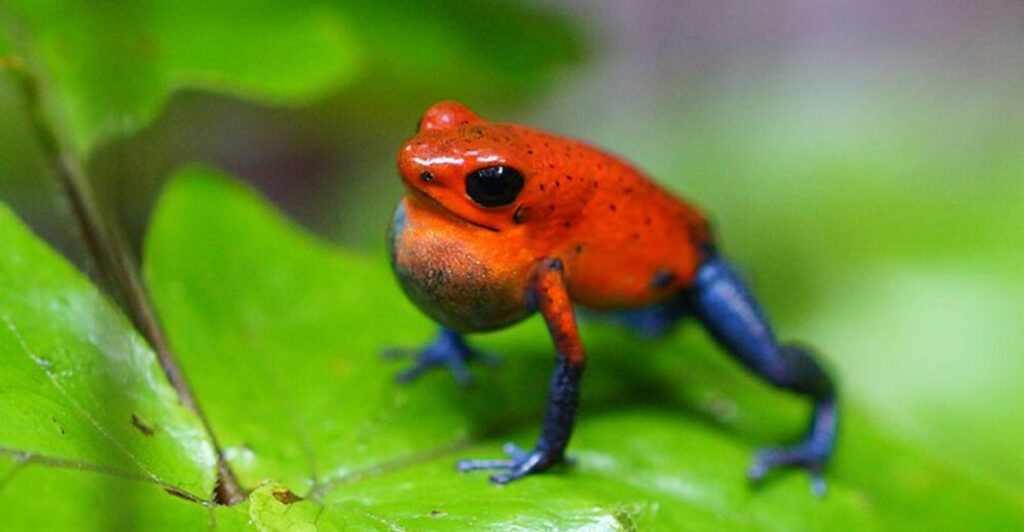 8 Colorful Frogs And Amphibians And 7 That Vanish In Dull Colors