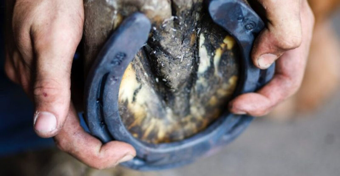 8 Common Hoof Mistakes New Horse Owners Make (And 7 Easy Fixes)