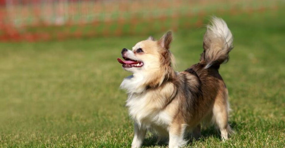 8 Smartest Small Dog Breeds That Learn Quickly (And 8 That Are More ...