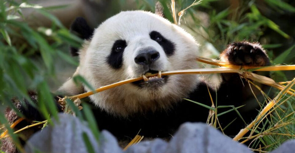 9 Bear Species Ranked By How Dangerous They Are (And 3 Species That Use ...