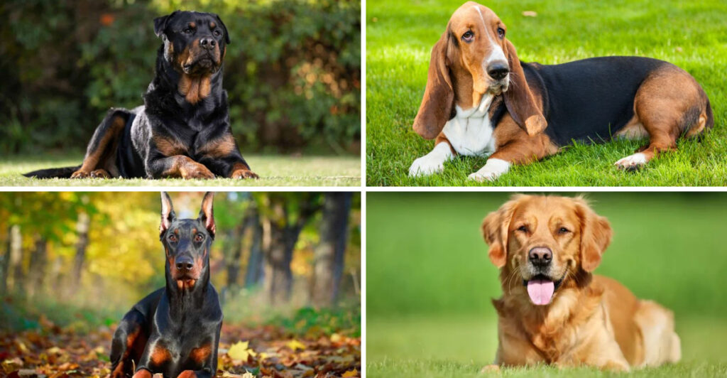 9 Best Guard Dog Breeds That Will Protect Your Home (And 6 Breeds That ...