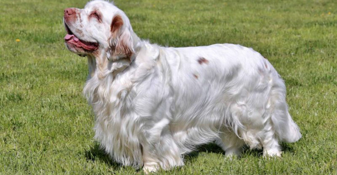 9 Dog Breeds That Bark The Least (And 5 That Love To Talk, But In Their ...