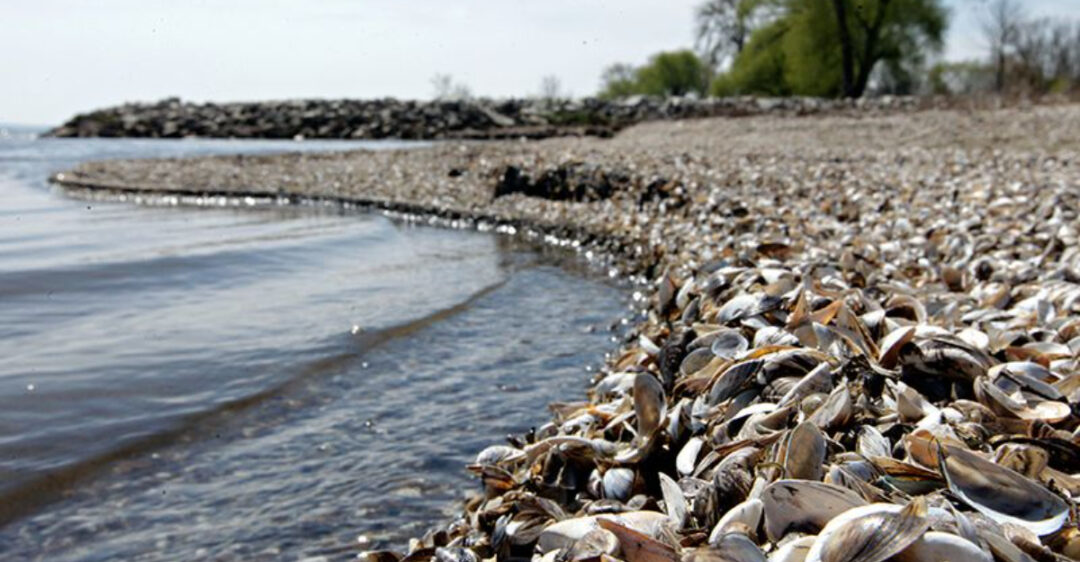 9 Invasive Species Taking Over North America (And 5 Native Species ...