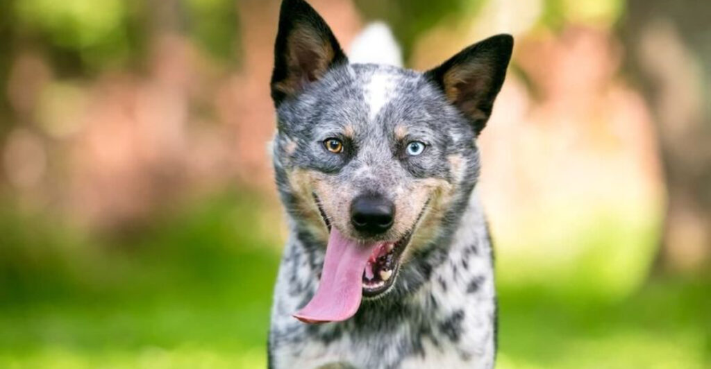 9 Worst Dog Breeds To Own (And 5 Best For Families And First-Time Owners)