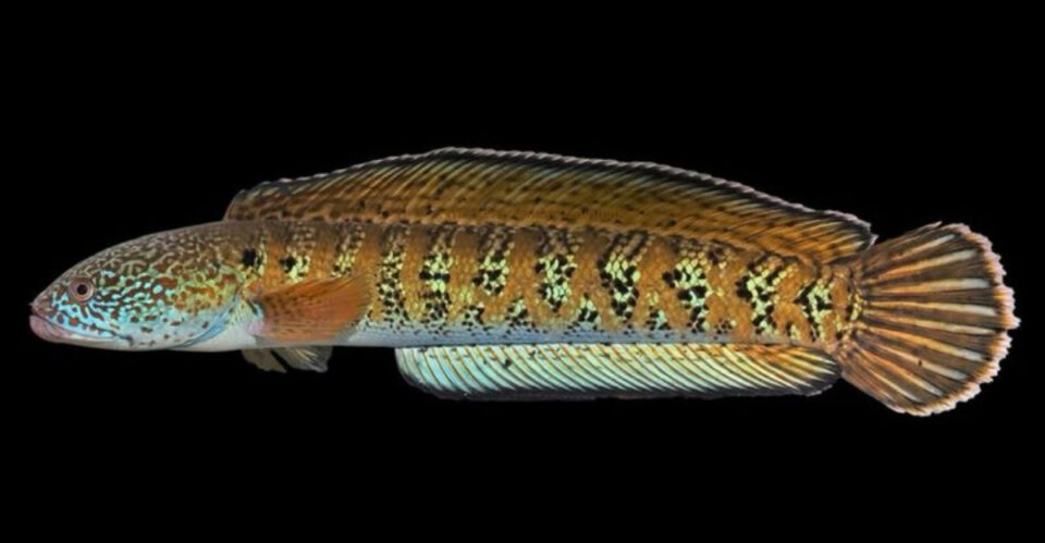Amazing Details About The Chel Snakehead Fish's Return After 85 Years