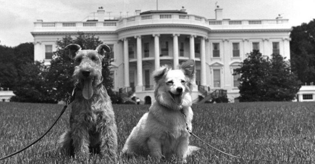 America's First Dogs: A History Of Presidential Pups
